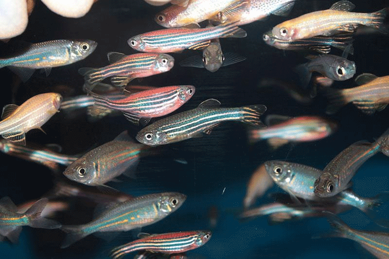 Spread of deadly eye tumour cells stemmed in fish - Insight